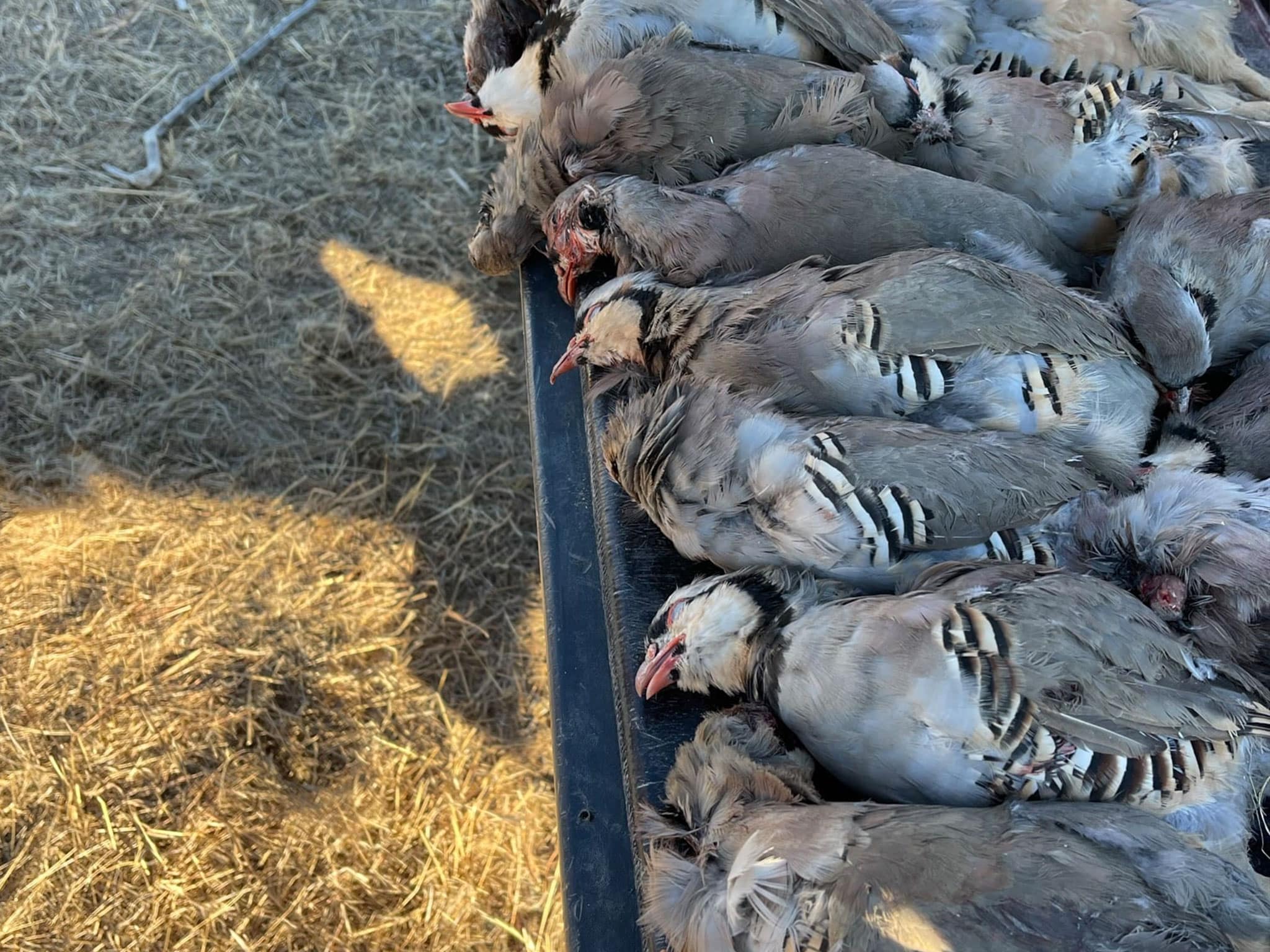 Packages | Hunt Golden Prairie
